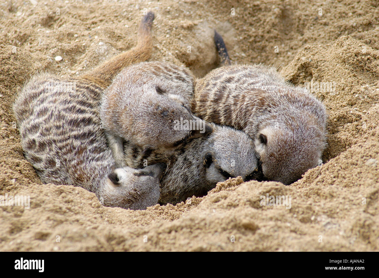 Divertenti suricati immagini e fotografie stock ad alta risoluzione - Alamy