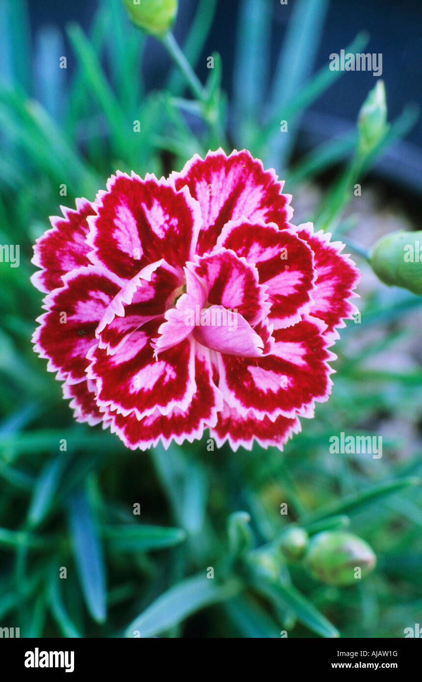 Garofano garofano dianthus immagini e fotografie stock ad alta ...