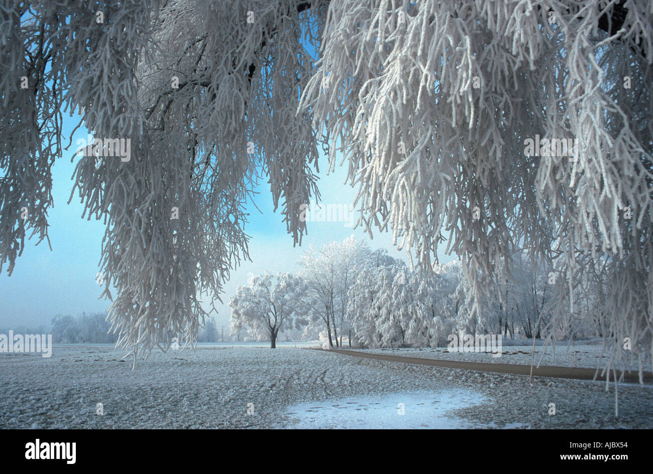 Salici bianchi salix alba immagini e fotografie stock ad alta ...
