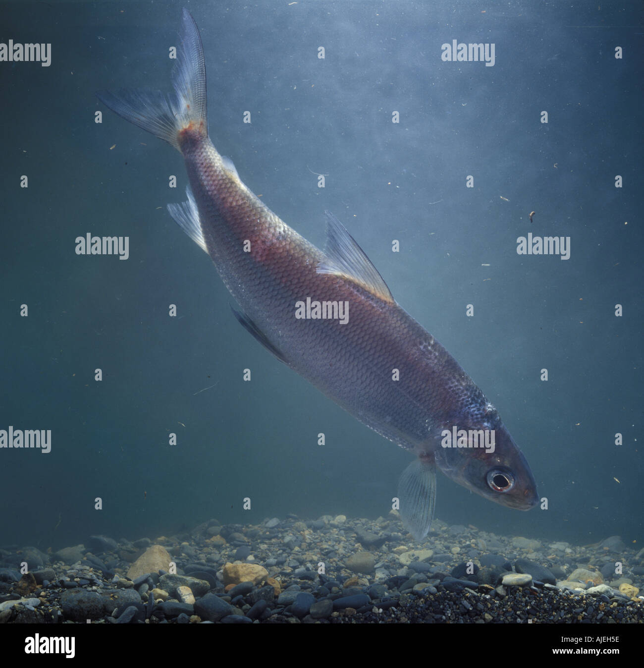 Coregonus lavaretus lavaretus immagini e fotografie stock ad alta ...