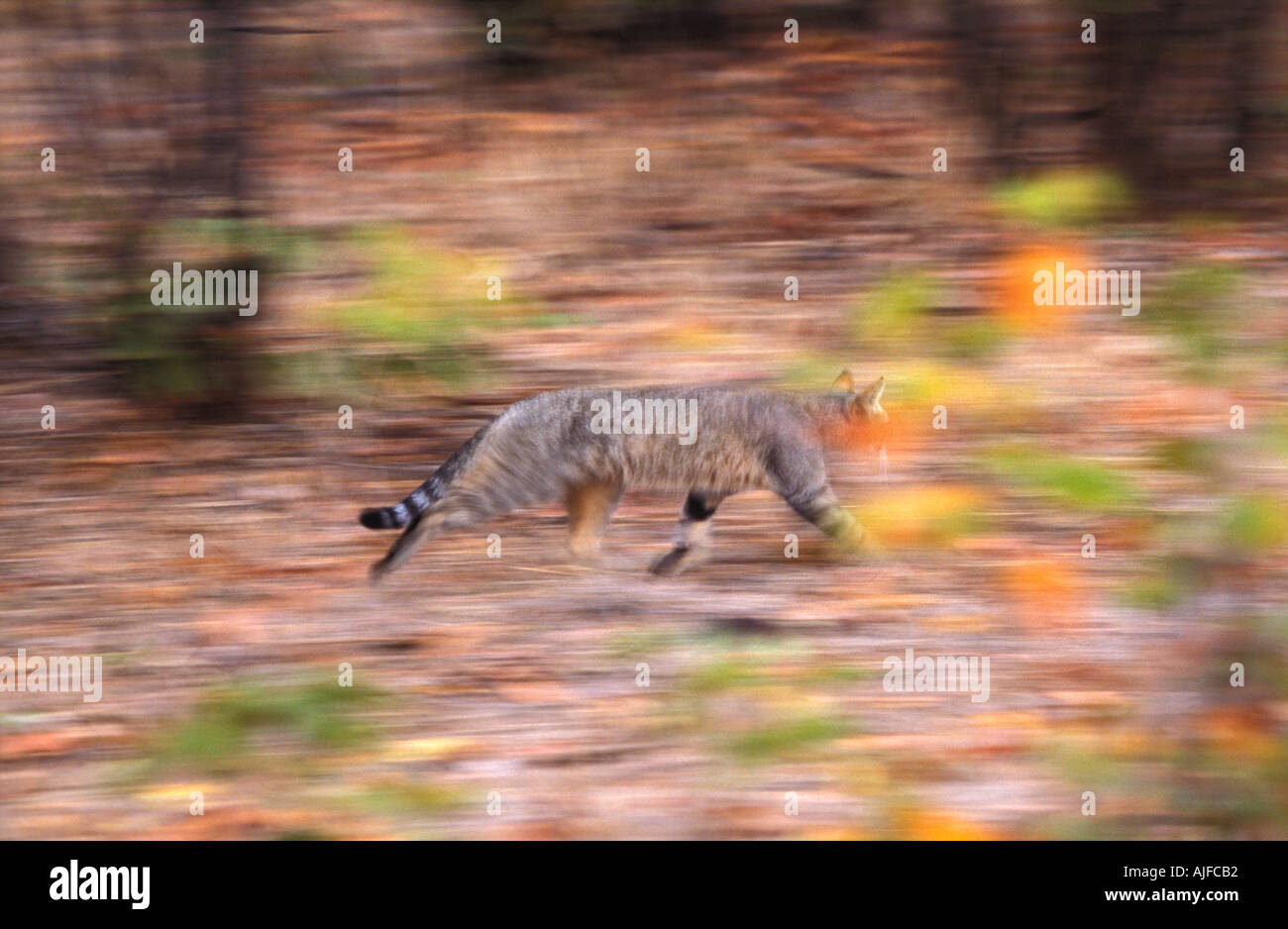 Felino africano felino lybica immagini e fotografie stock ad alta ...