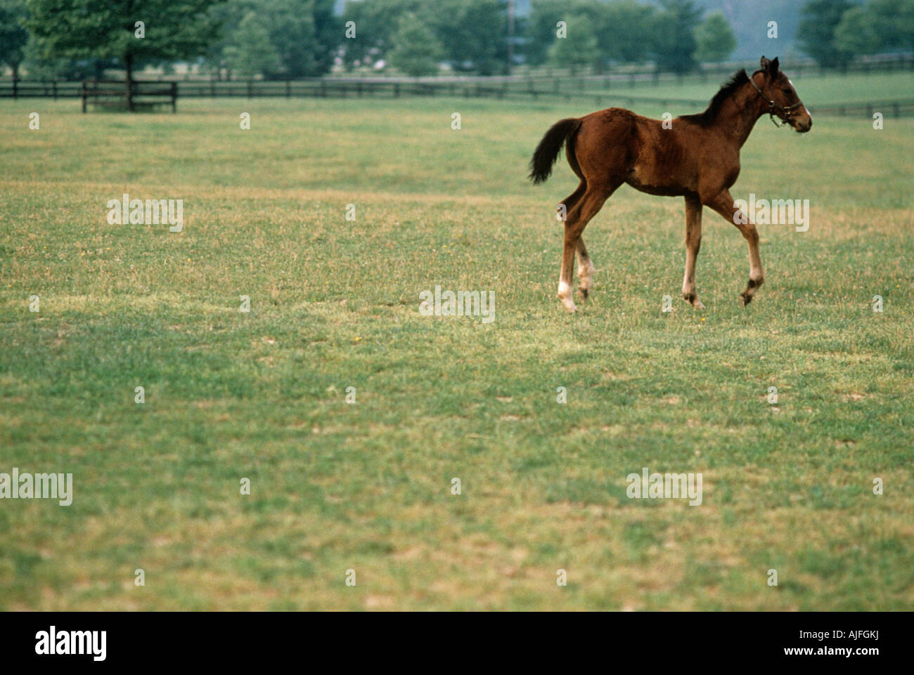 Un puledro immagini e fotografie stock ad alta risoluzione - Alamy