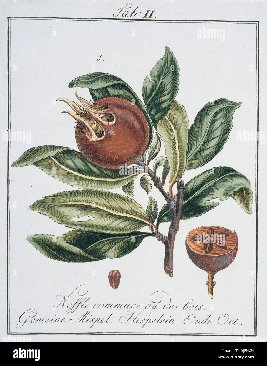 Mespilus germanica flower medlar immagini e fotografie stock ad alta ...