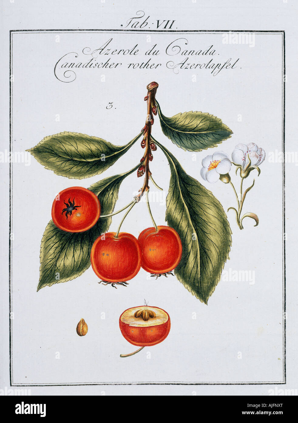 Mespilus germanica flower medlar immagini e fotografie stock ad alta ...