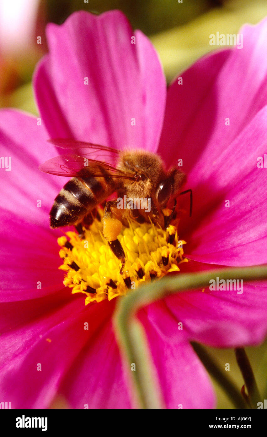 Ape e fiore immagini e fotografie stock ad alta risoluzione - Alamy