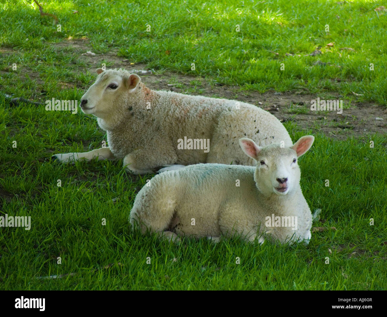 Due pecore immagini e fotografie stock ad alta risoluzione - Alamy