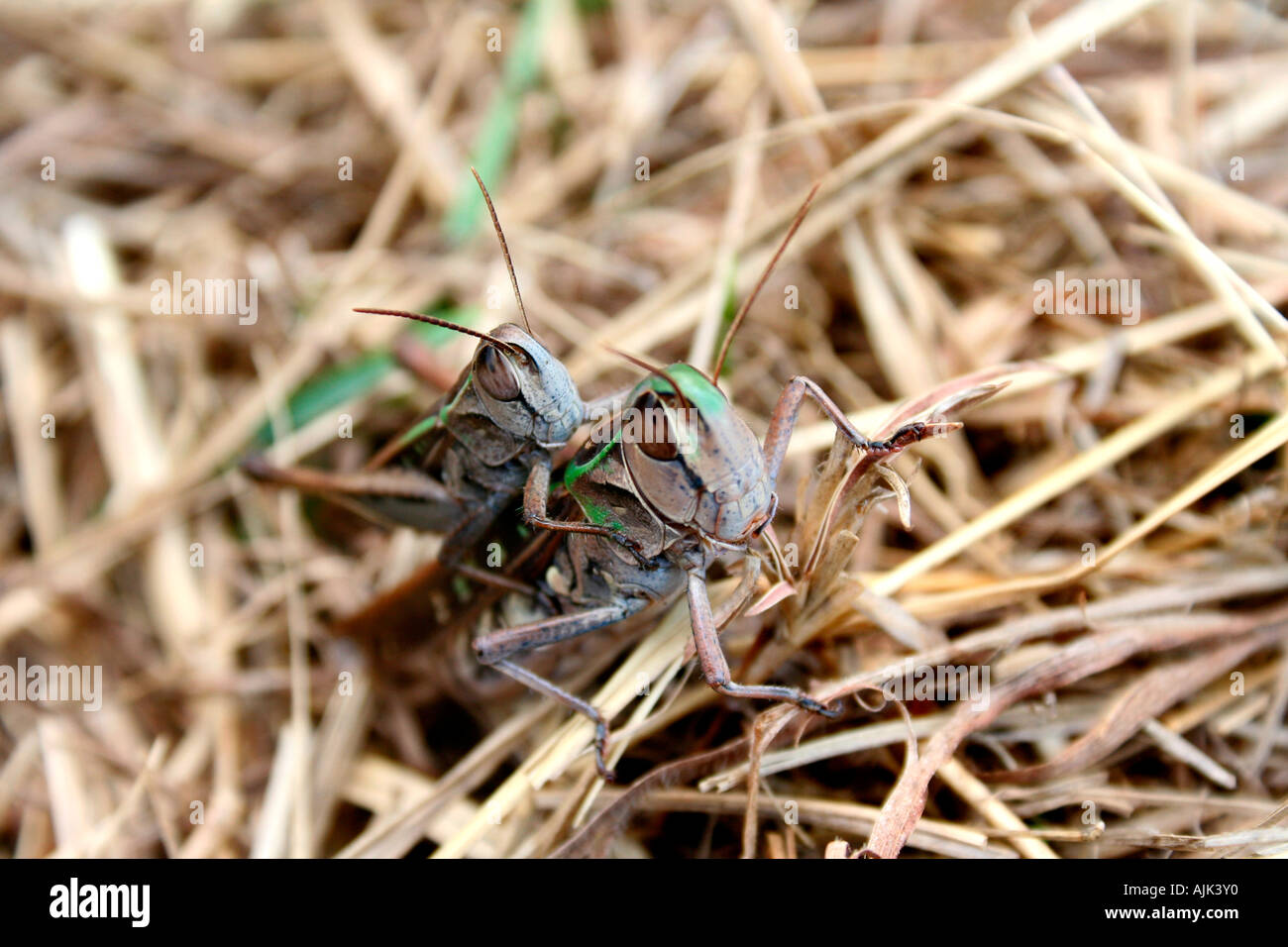 Cavallette nere immagini e fotografie stock ad alta risoluzione - Alamy