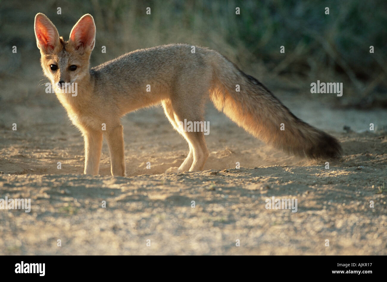 Volpe del deserto immagini e fotografie stock ad alta risoluzione - Alamy