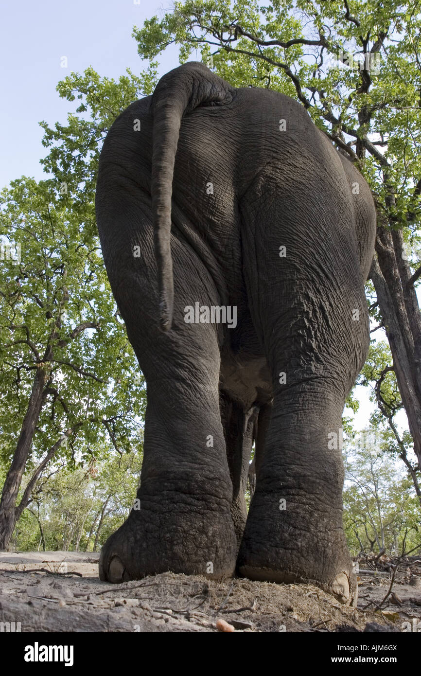 L'elefante indiano (Elephas maximus indicus, Elephas maximus ...