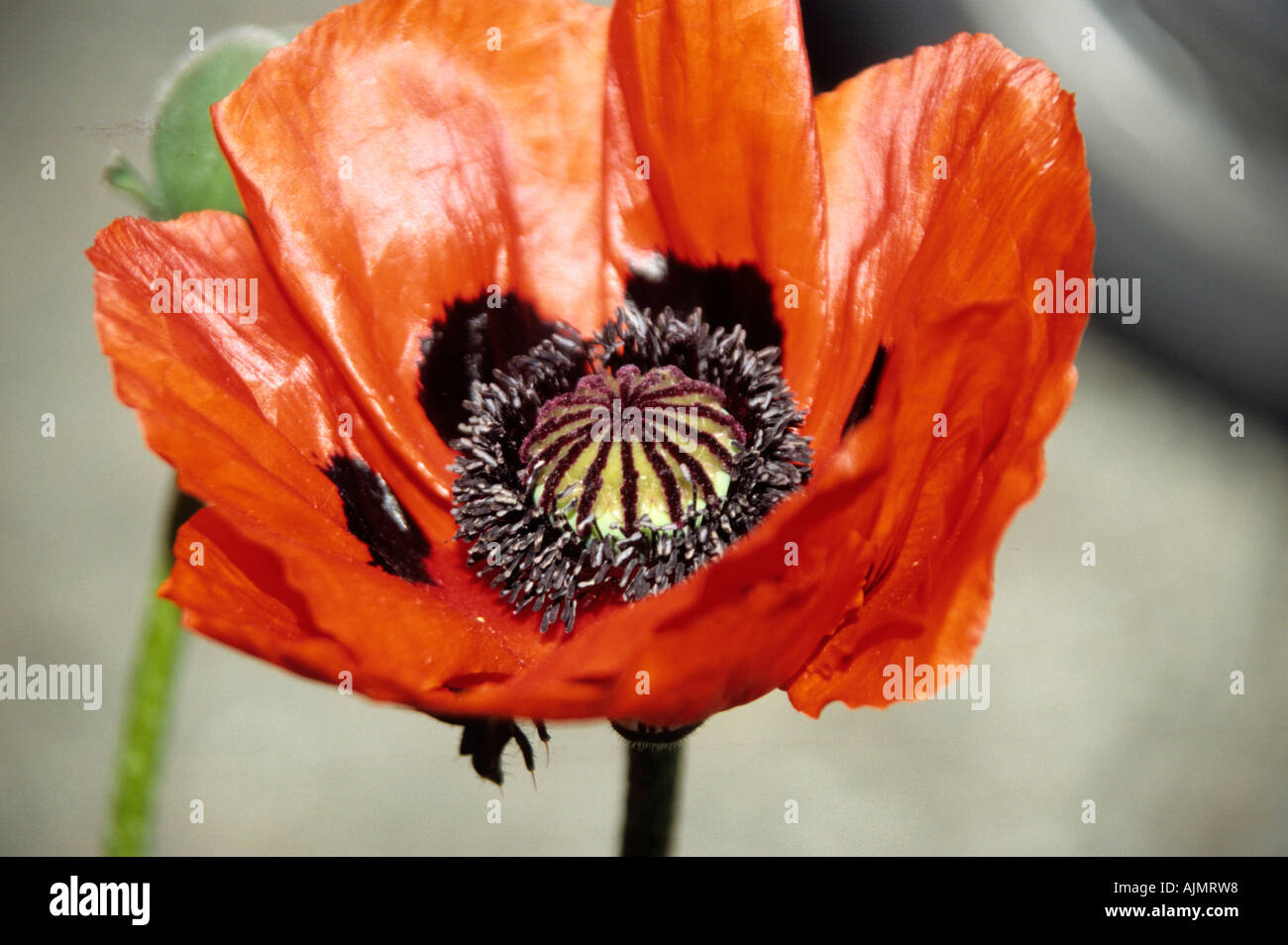Raso orientale immagini e fotografie stock ad alta risoluzione - Alamy