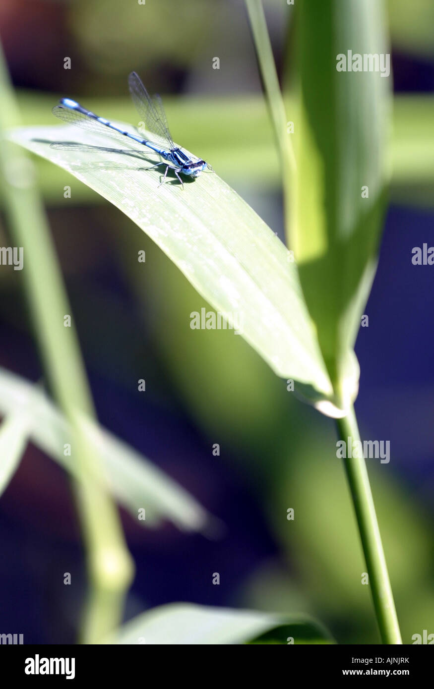 Libellula azzurra immagini e fotografie stock ad alta risoluzione - Alamy