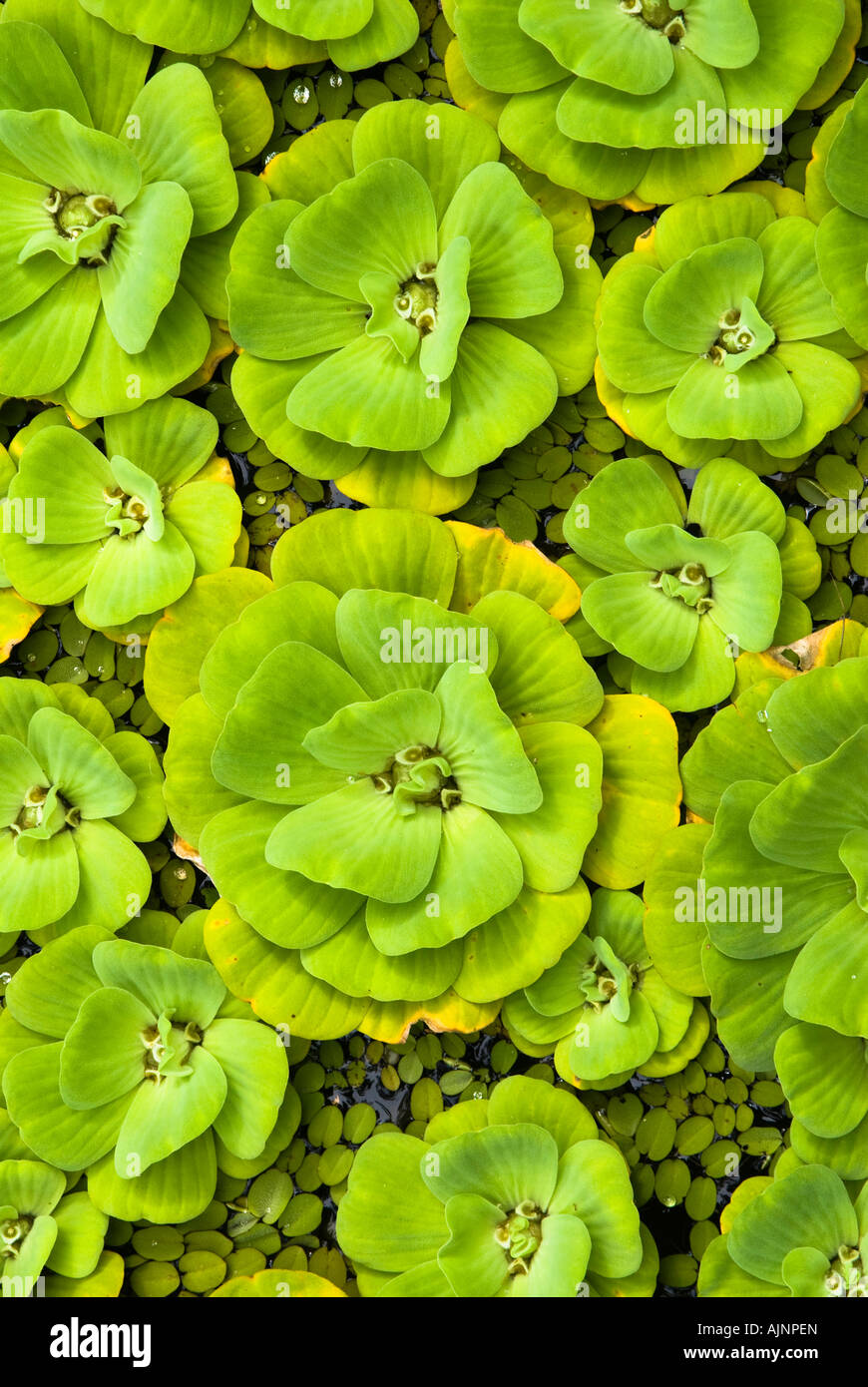 Pianta acquatica di piante grasse immagini e fotografie stock ad alta ...