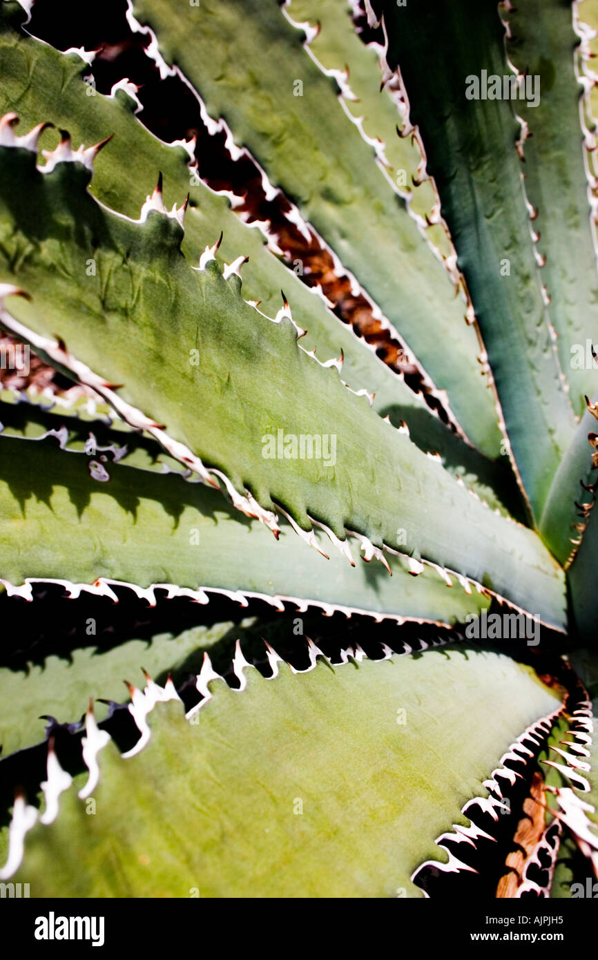 Pianta di foglie spinose immagini e fotografie stock ad alta ...