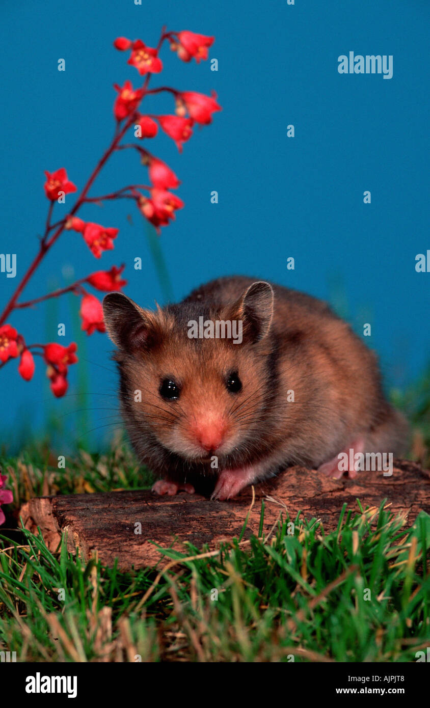Criceto dorato mesocricetus auratus immagini e fotografie stock ad alta ...