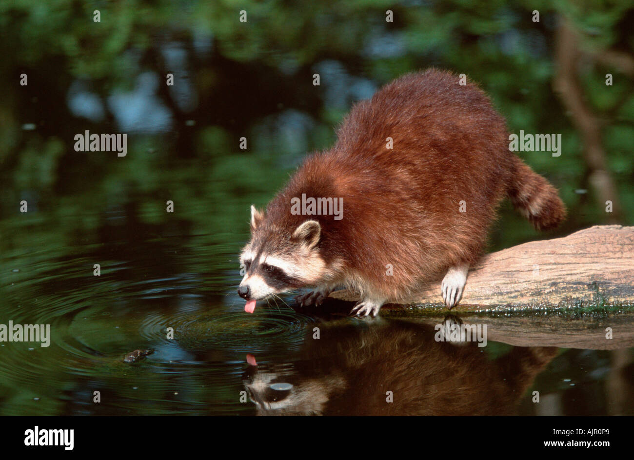 Procione potabile immagini e fotografie stock ad alta risoluzione - Alamy