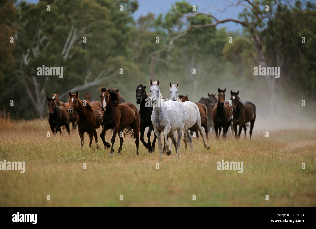 Cavallo di riserva australiano immagini e fotografie stock ad alta ...
