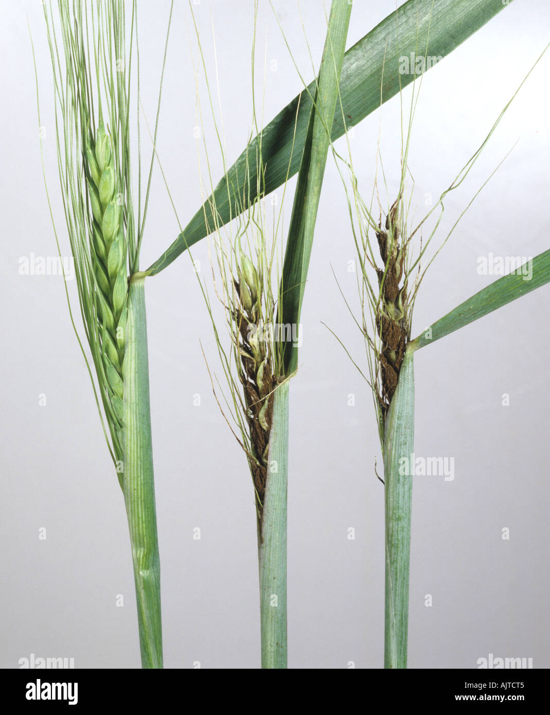 Fuliggine di grano immagini e fotografie stock ad alta risoluzione - Alamy