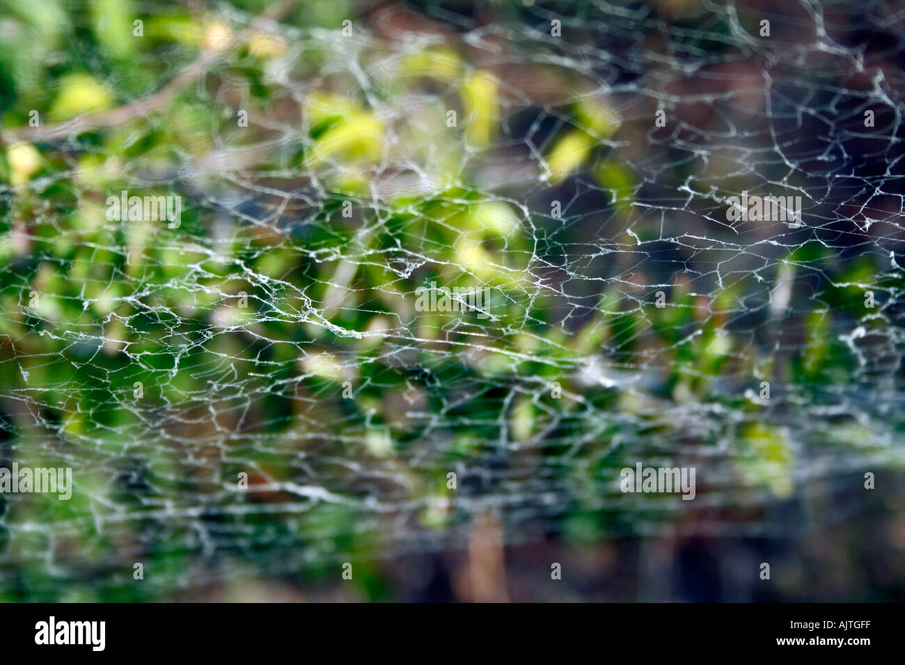 Meccanismo di trappola immagini e fotografie stock ad alta risoluzione ...