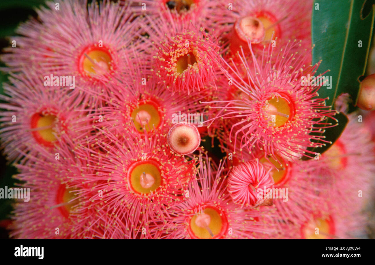 Eukalyptus eukalyptus eukalyptus immagini e fotografie stock ad alta ...