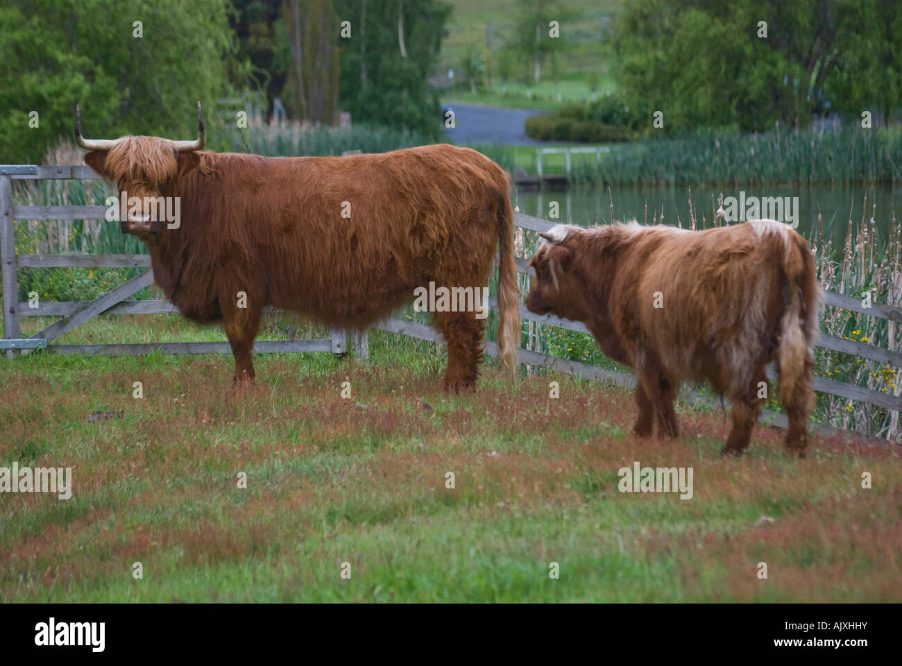 Allevamento di bestiame e bovini immagini e fotografie stock ad alta ...