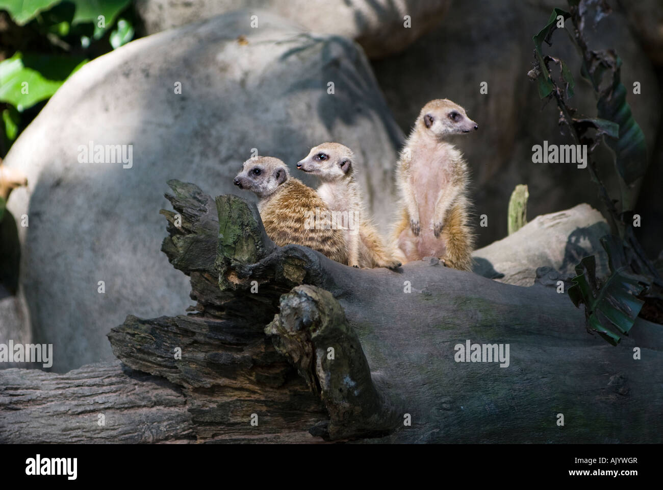 Mob di suricati immagini e fotografie stock ad alta risoluzione - Alamy