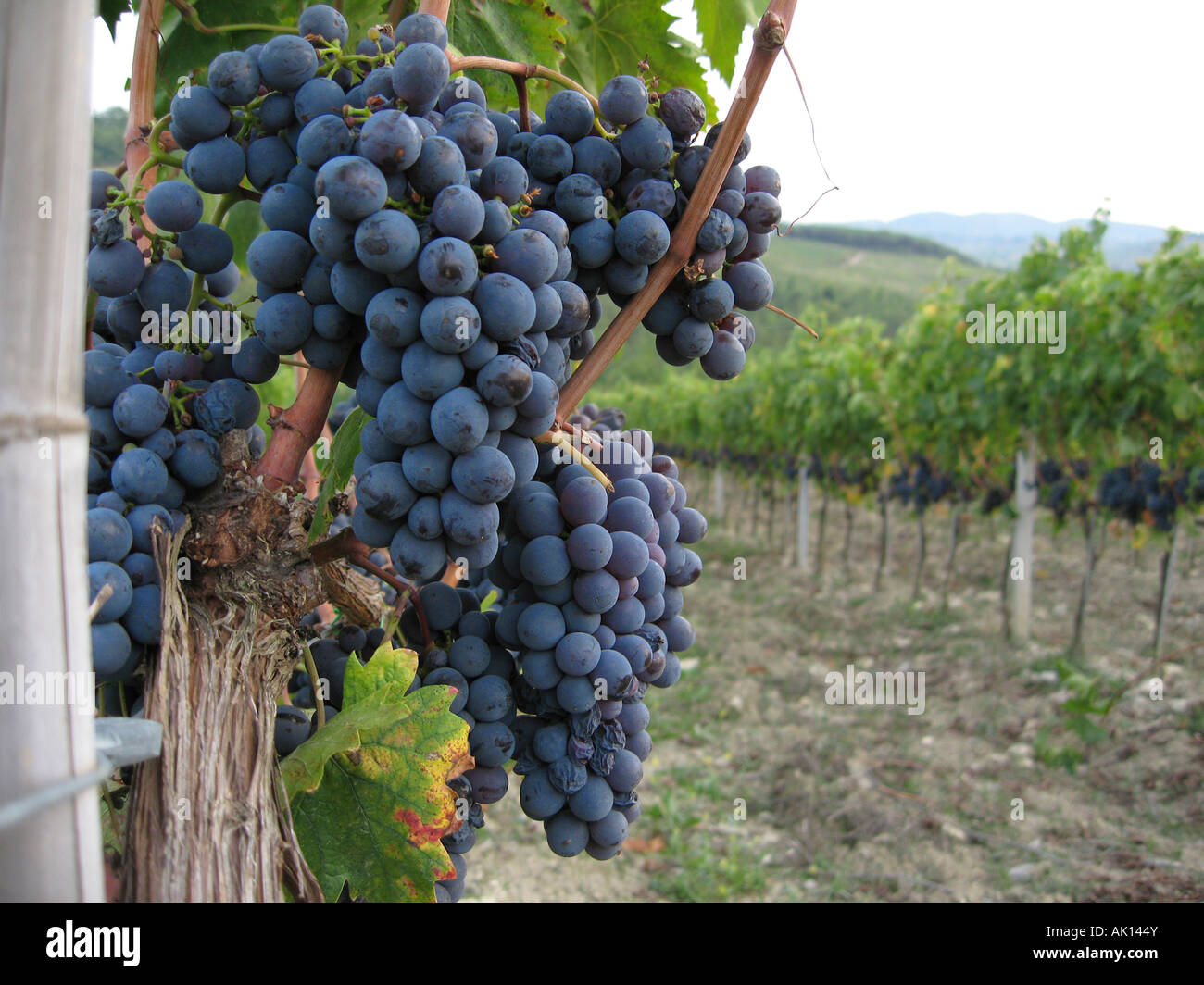 Vigneti della toscana immagini e fotografie stock ad alta risoluzione ...