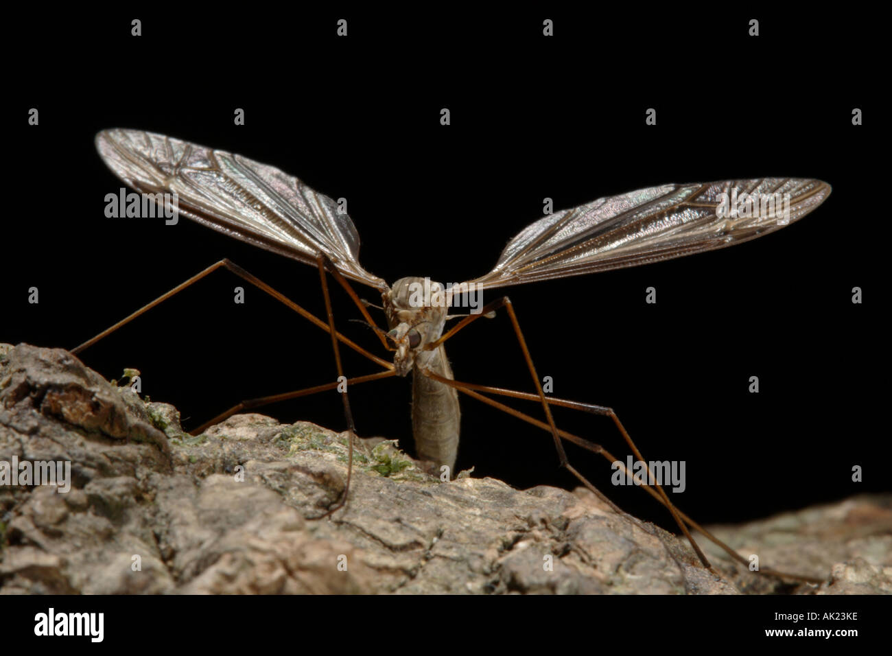 Crane fly tipula oleracea immagini e fotografie stock ad alta ...