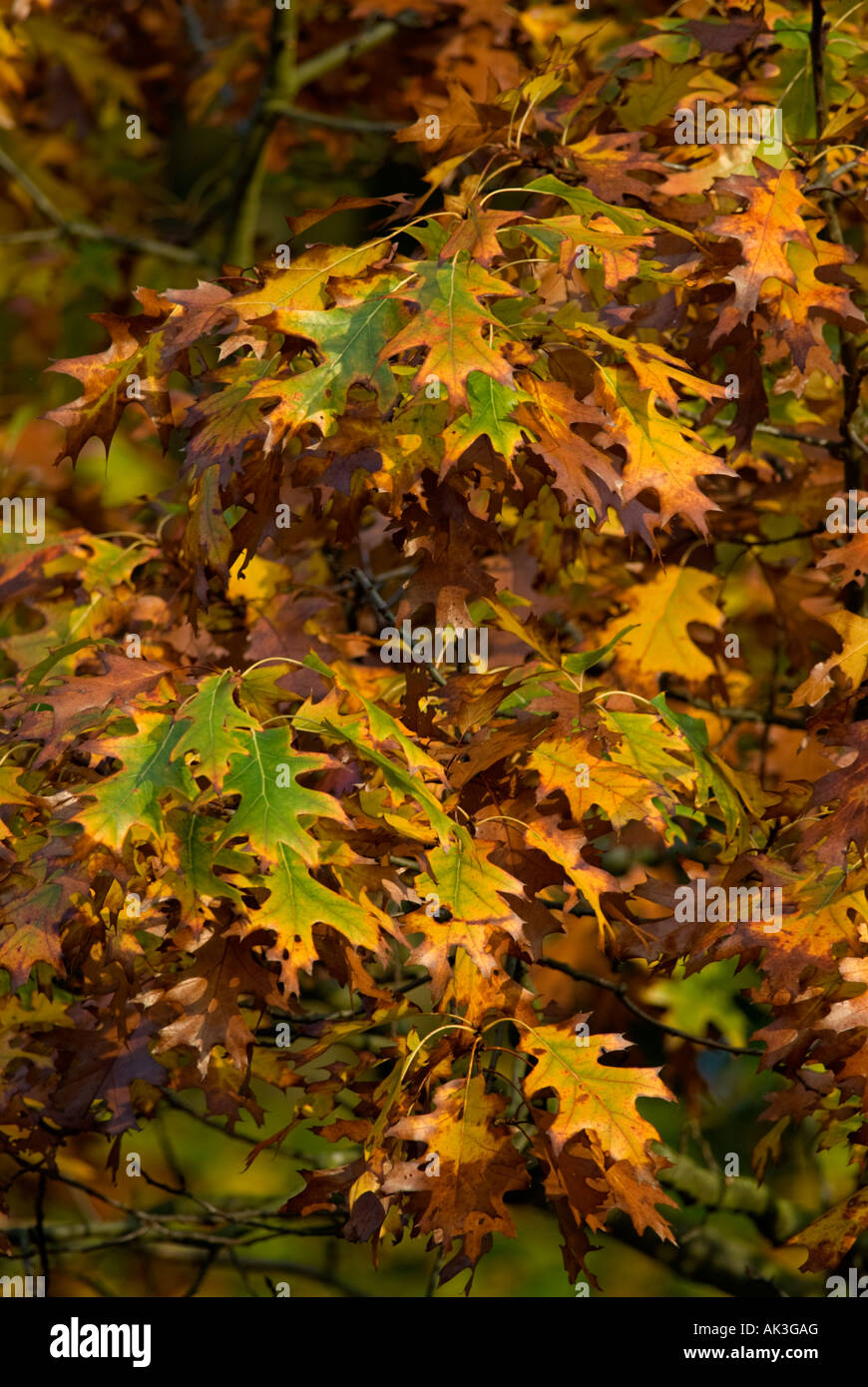 Quercus cerris immagini e fotografie stock ad alta risoluzione - Alamy
