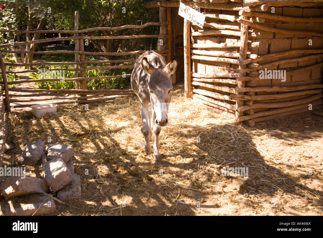 Stalla araba immagini e fotografie stock ad alta risoluzione - Alamy