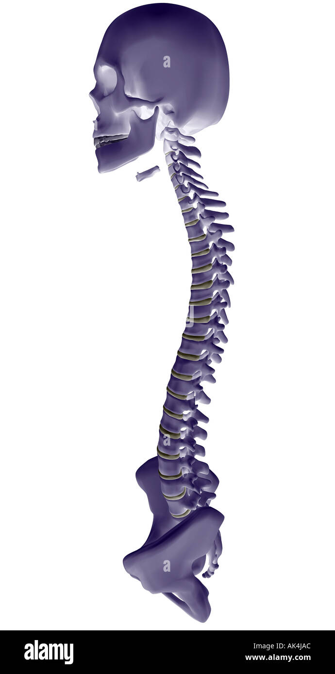 Structure human skull spinal column immagini e fotografie stock ad alta ...