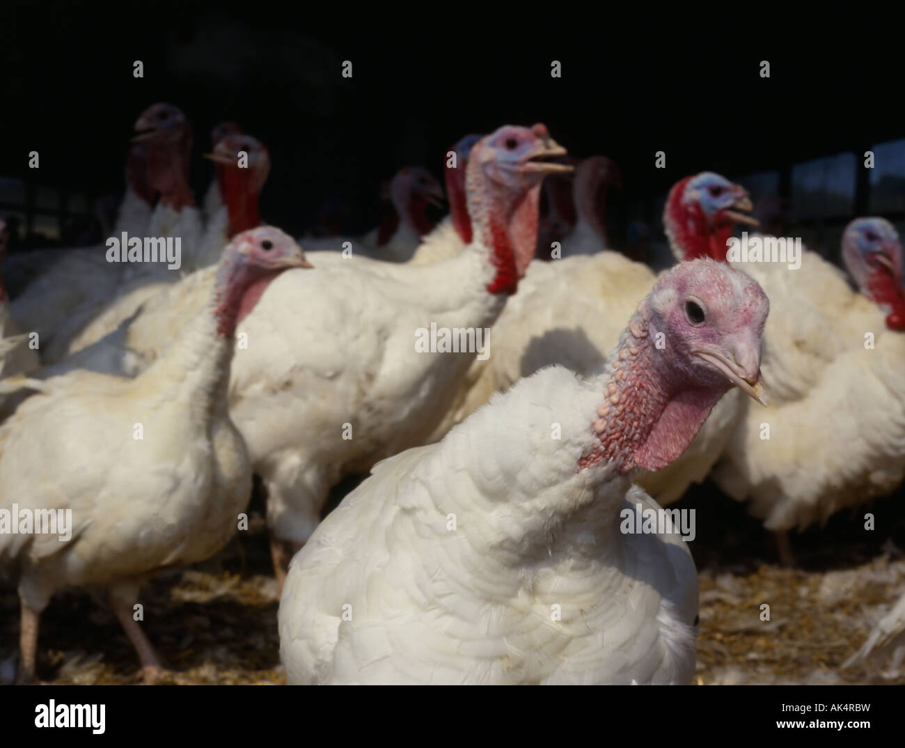 Tacchini mangiano immagini e fotografie stock ad alta risoluzione - Alamy