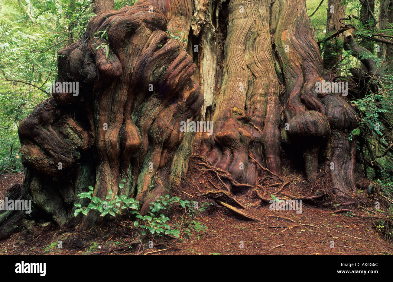 Grande tronco gigante gigante di cedro rosso immagini e fotografie ...