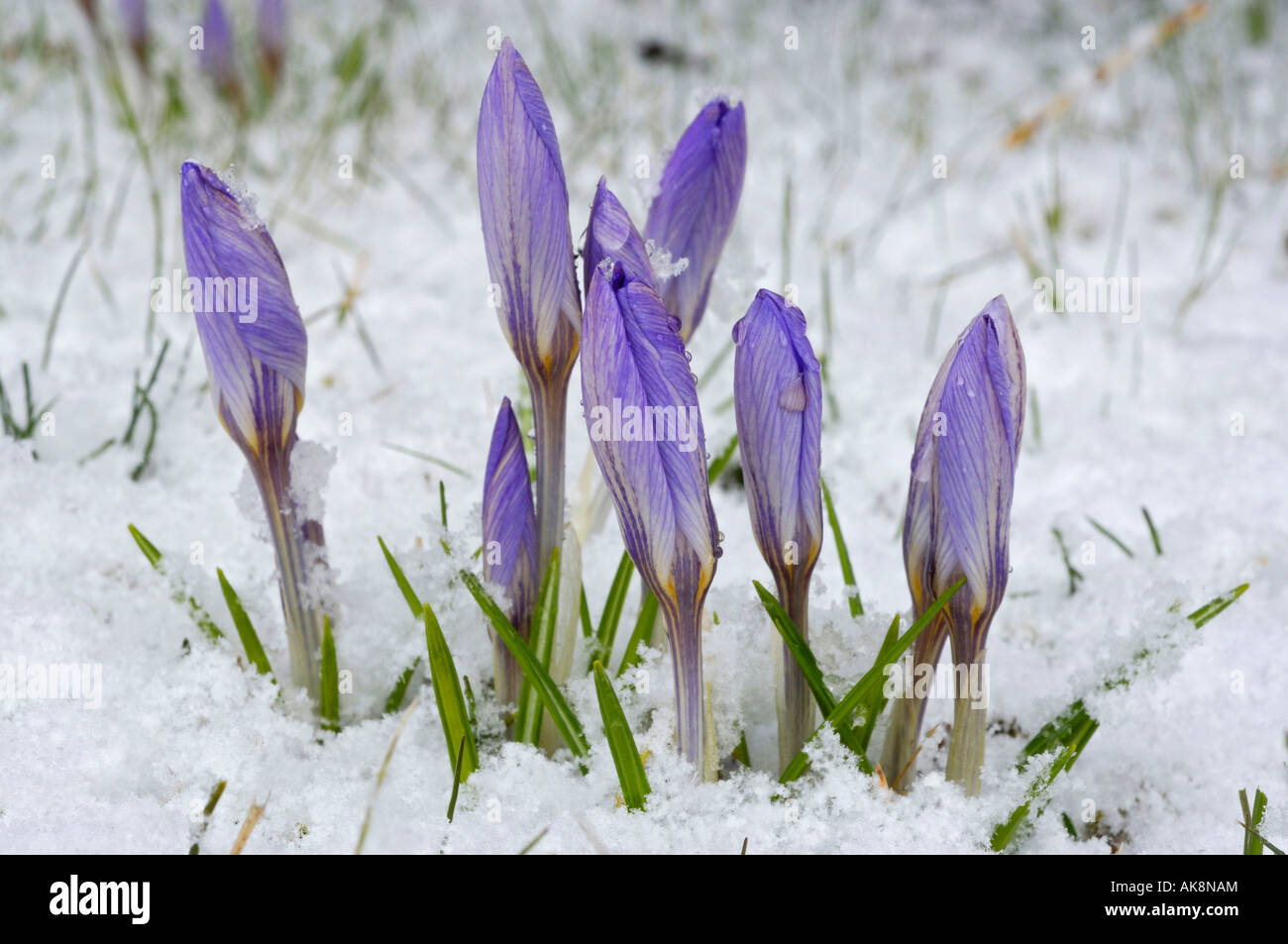 Crocus crocus spec immagini e fotografie stock ad alta risoluzione - Alamy