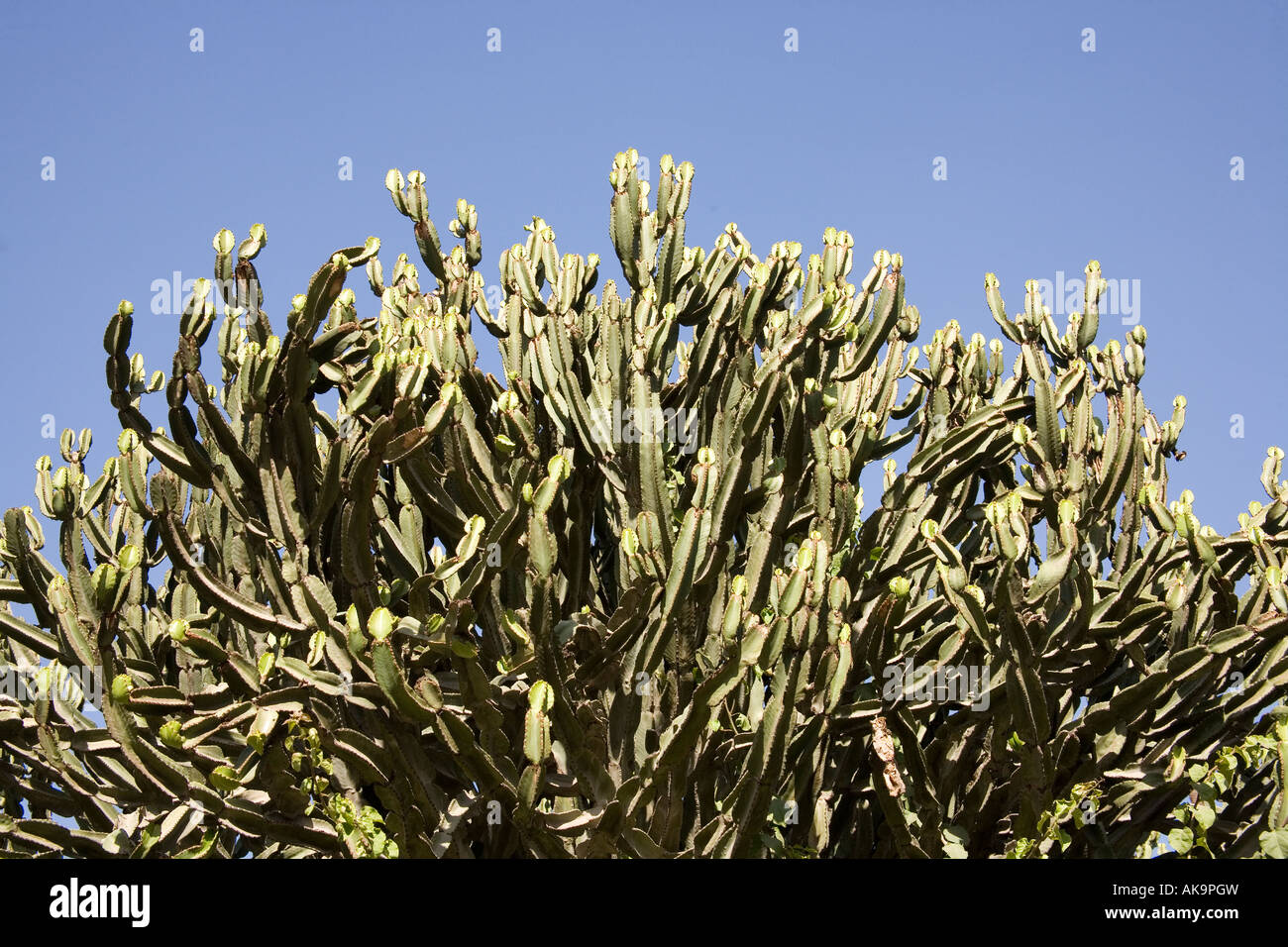Piante arabe immagini e fotografie stock ad alta risoluzione - Alamy