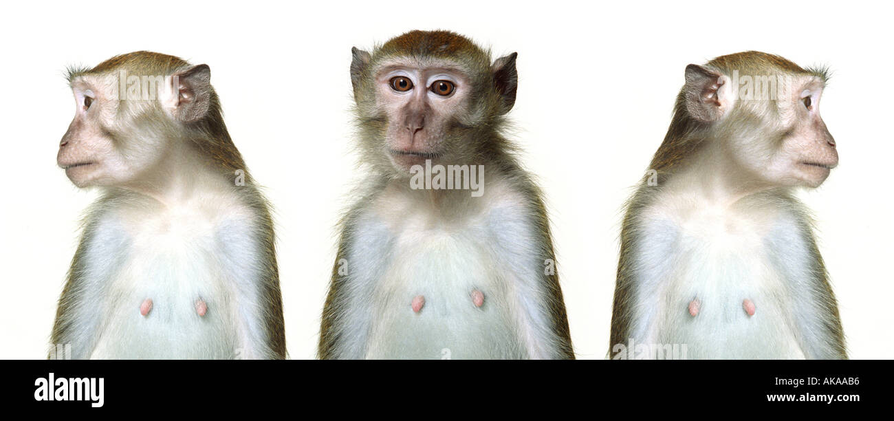 Specie di scimmie immagini e fotografie stock ad alta risoluzione - Alamy