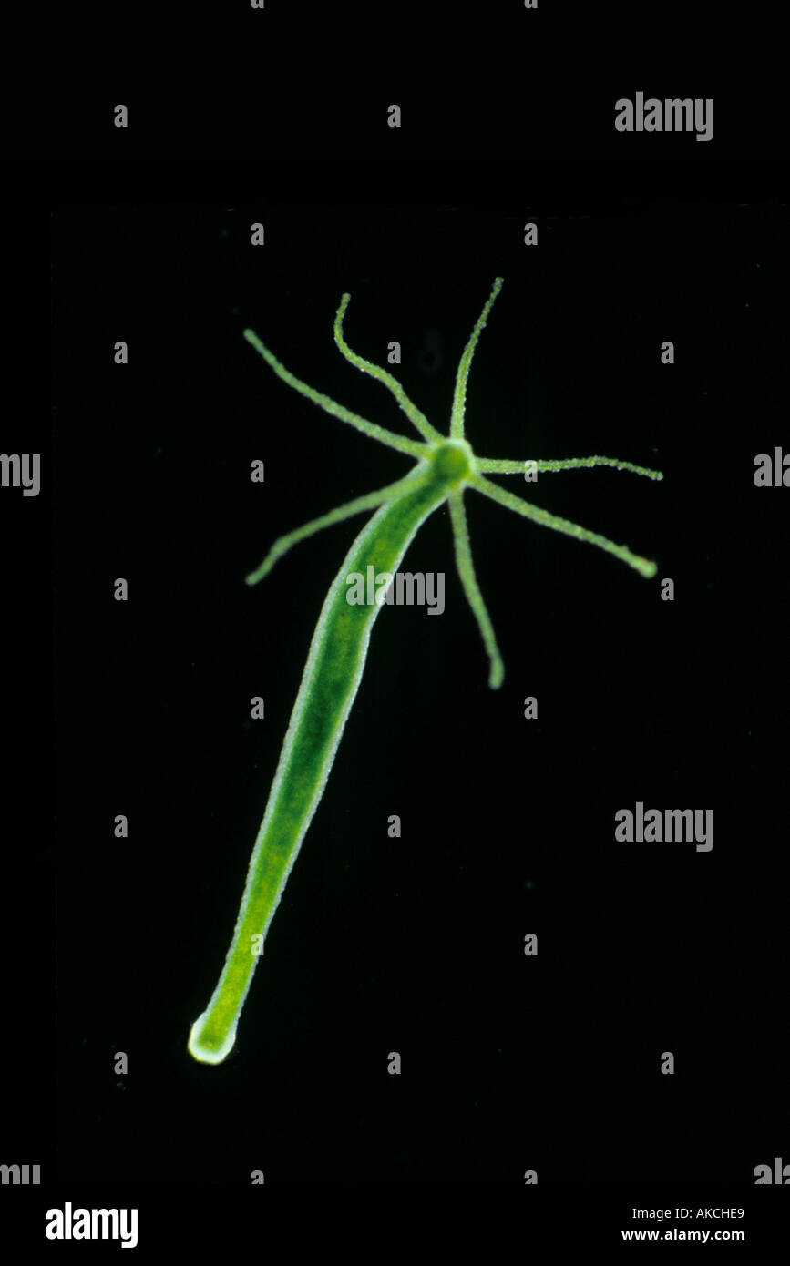 Hydra invertebrati immagini e fotografie stock ad alta risoluzione - Alamy