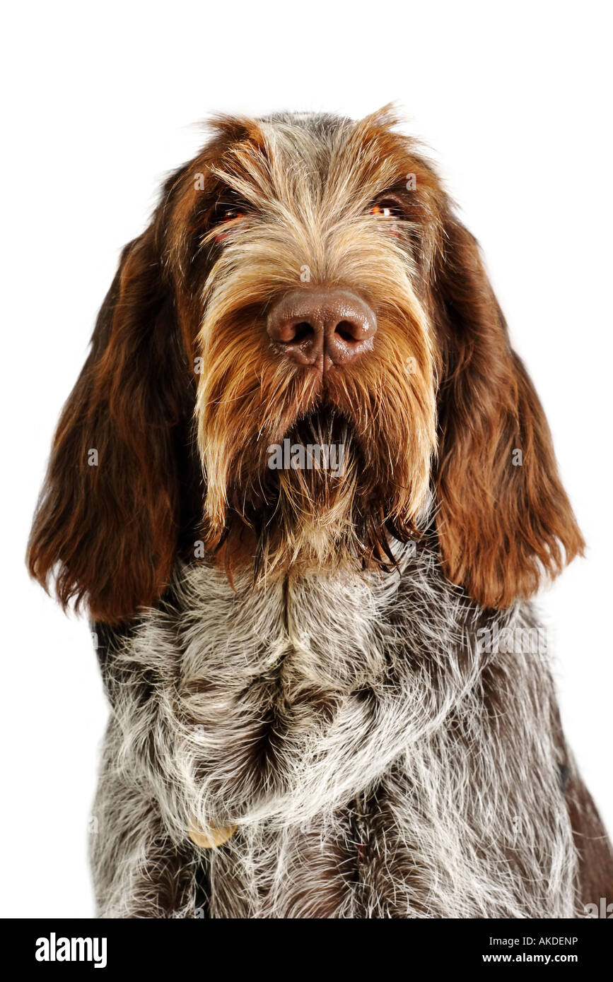 Italian spinone immagini e fotografie stock ad alta risoluzione - Alamy