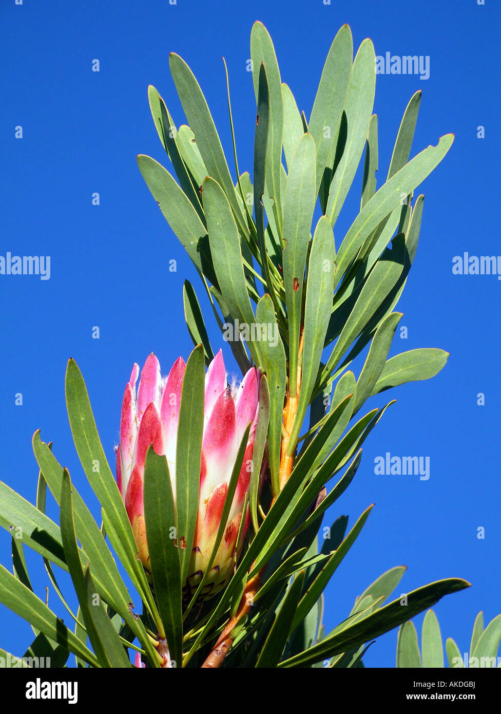 Protea repens immagini e fotografie stock ad alta risoluzione - Alamy