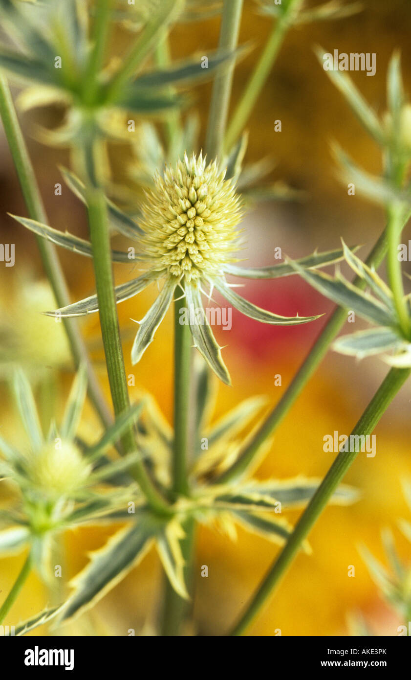 Giada variegata immagini e fotografie stock ad alta risoluzione - Alamy