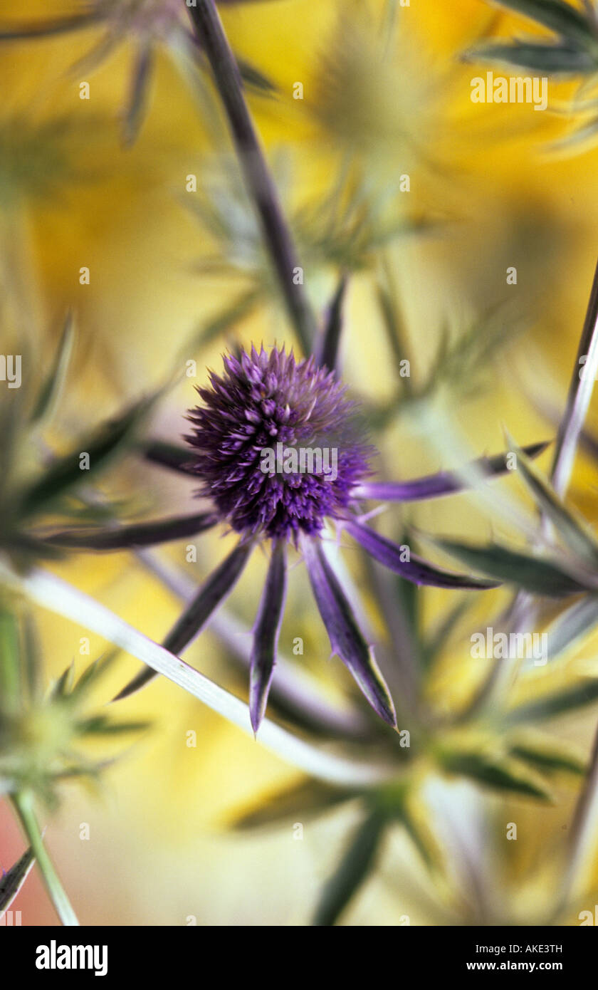 Giada variegata immagini e fotografie stock ad alta risoluzione - Alamy