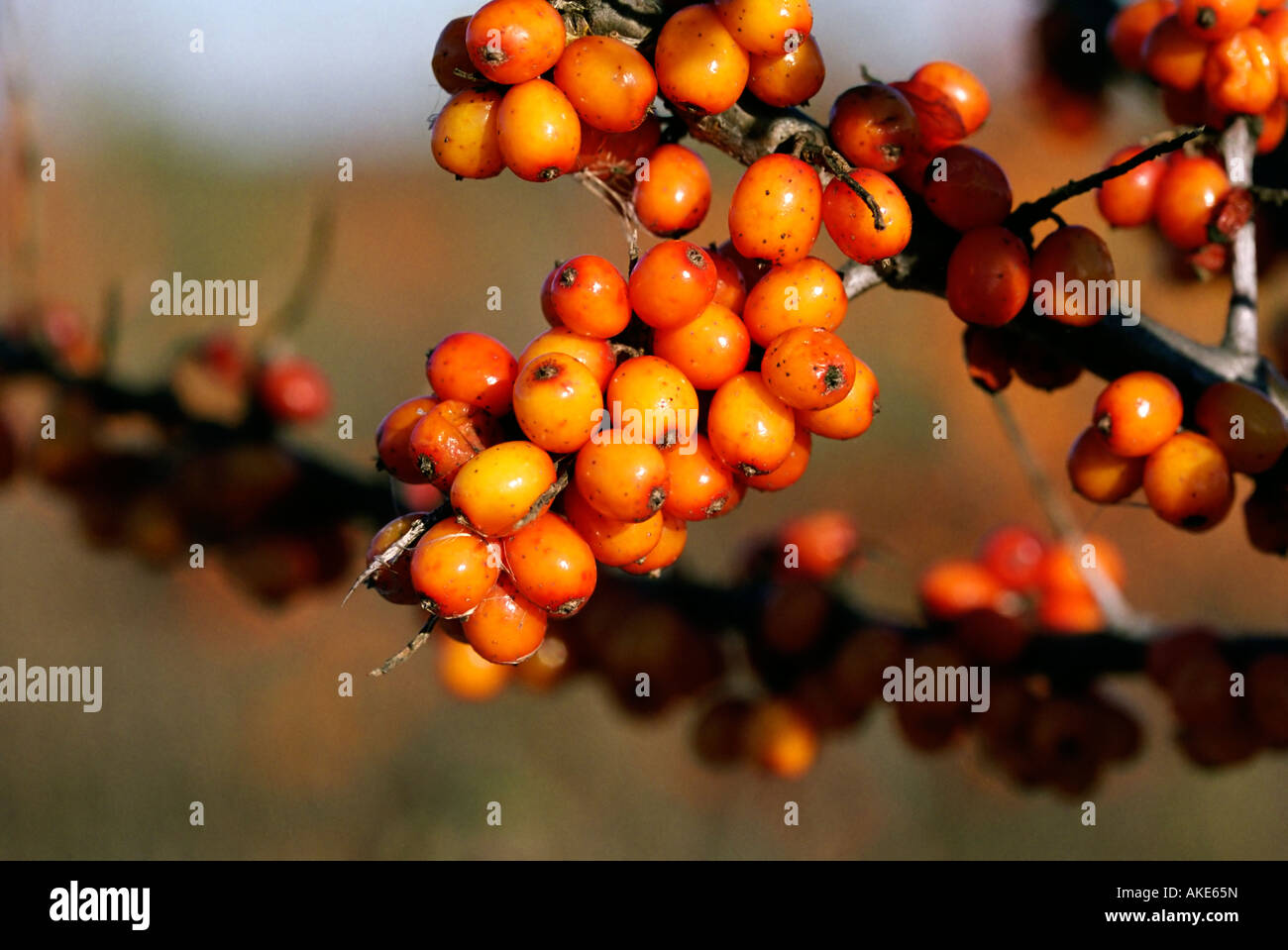 Coltivazione dell'olivello spinoso immagini e fotografie stock ad alta ...