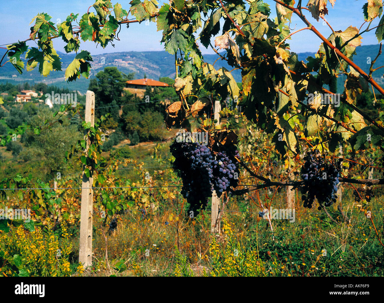 Vigneto in toscana immagini e fotografie stock ad alta risoluzione - Alamy