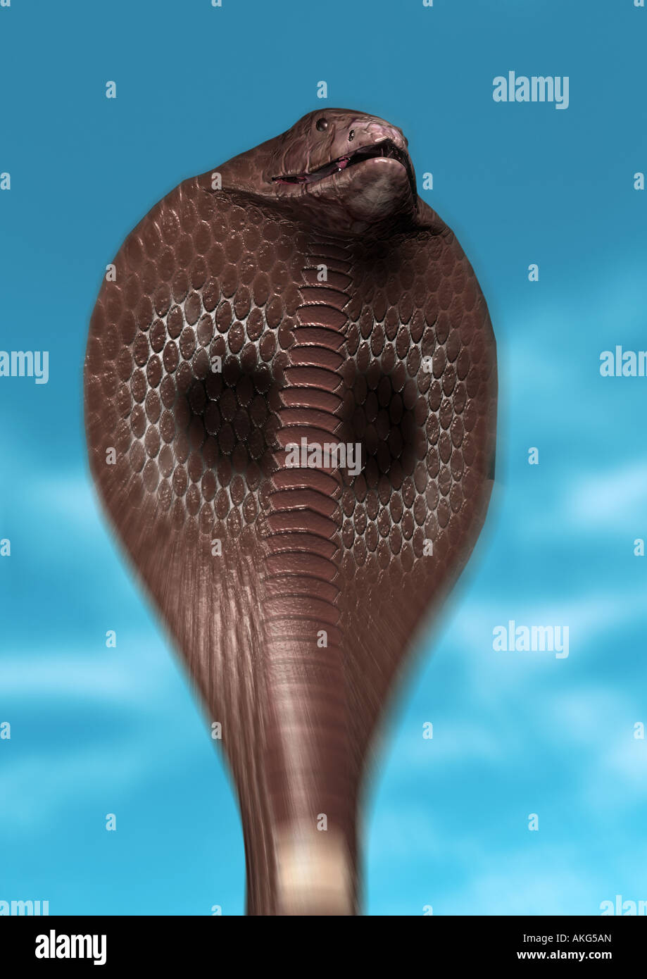 Testa di serpente serpente cobra reale immagini e fotografie stock ad ...