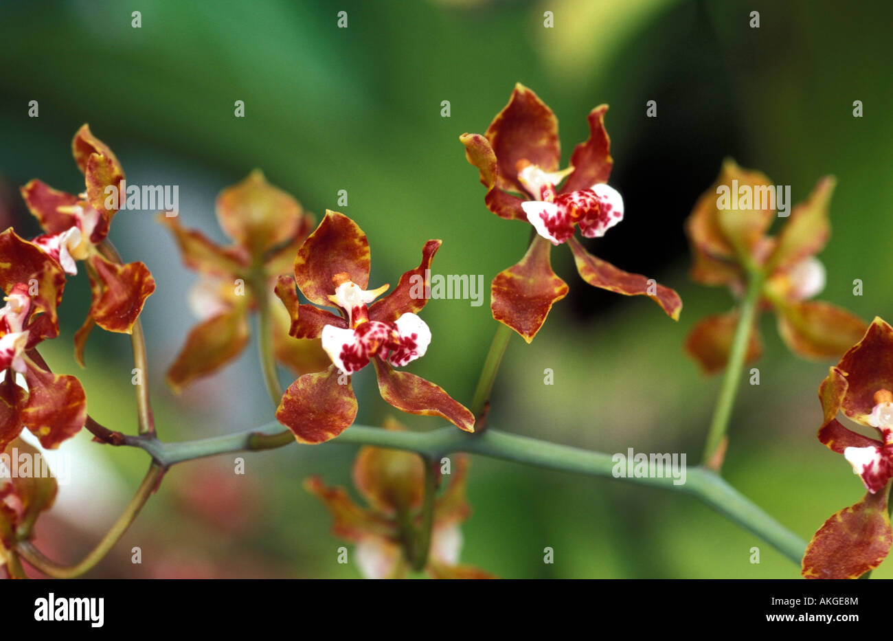 Oncidium microchilum immagini e fotografie stock ad alta risoluzione ...