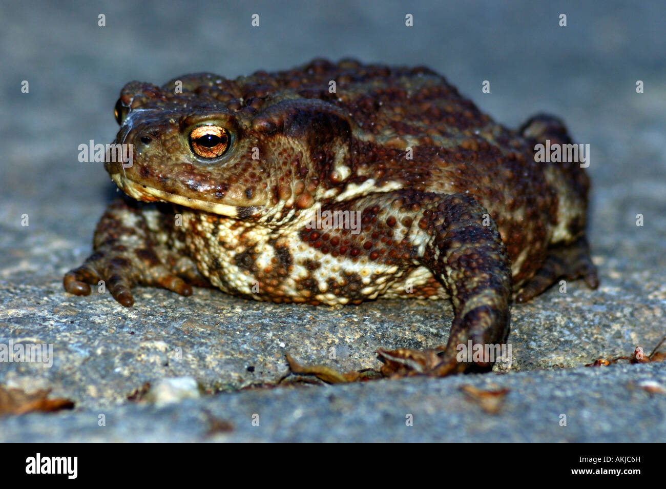 Rospo del giardino immagini e fotografie stock ad alta risoluzione - Alamy