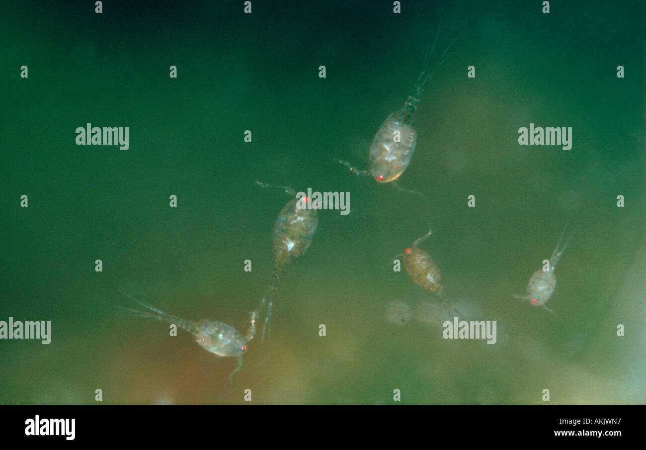 Copepod crustaceans immagini e fotografie stock ad alta risoluzione - Alamy