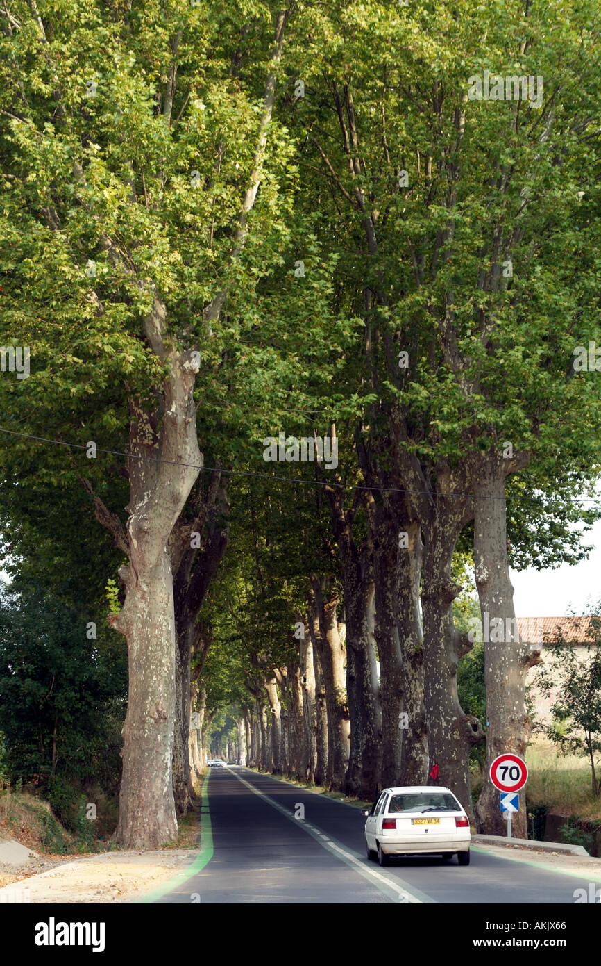 Il francese strada alberata Beziers Francia meridionale dell'UE Foto ...