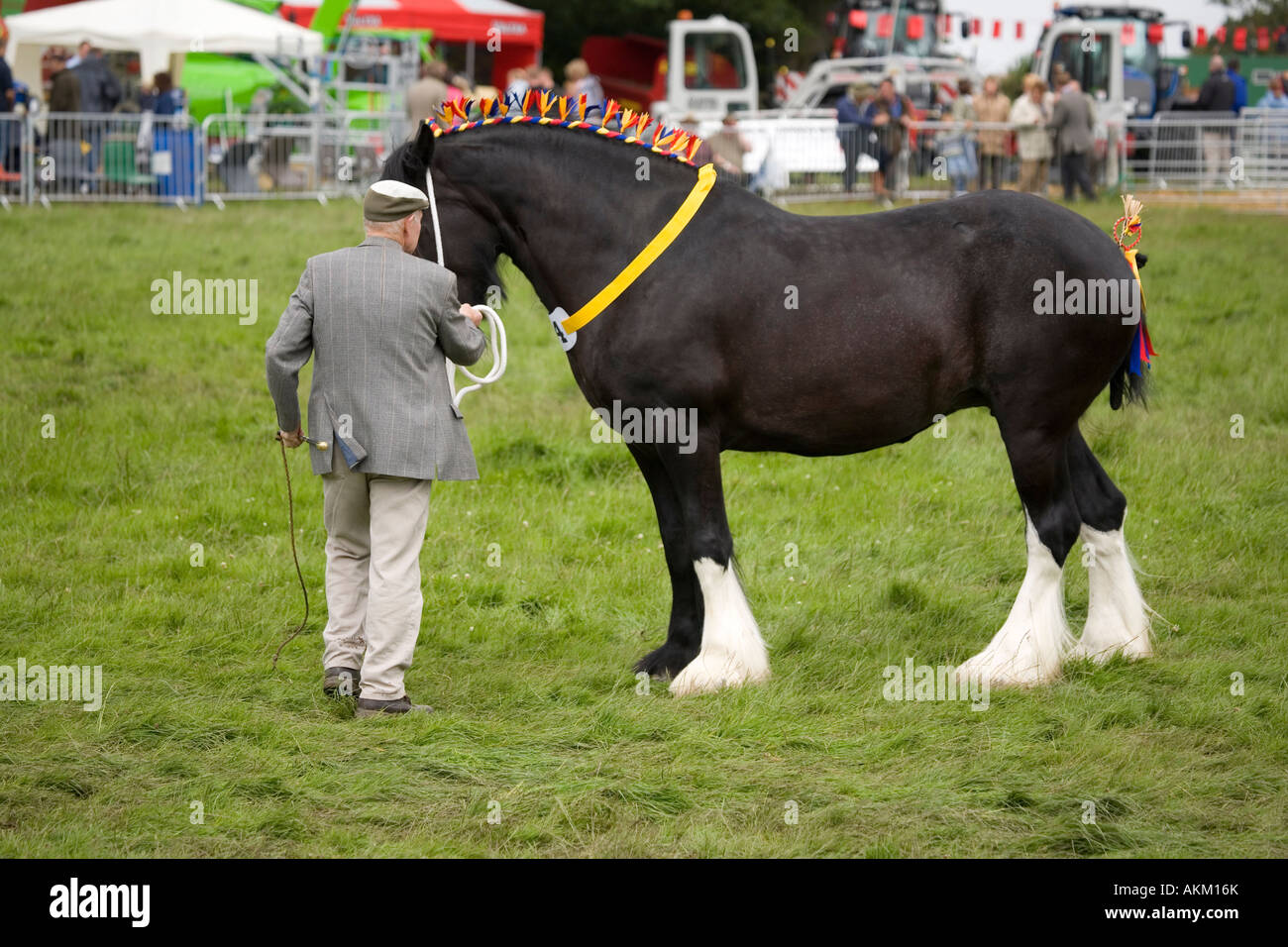 Shire cavallo, giudicando cavallo da lavoro carrello clydesdale horse ...