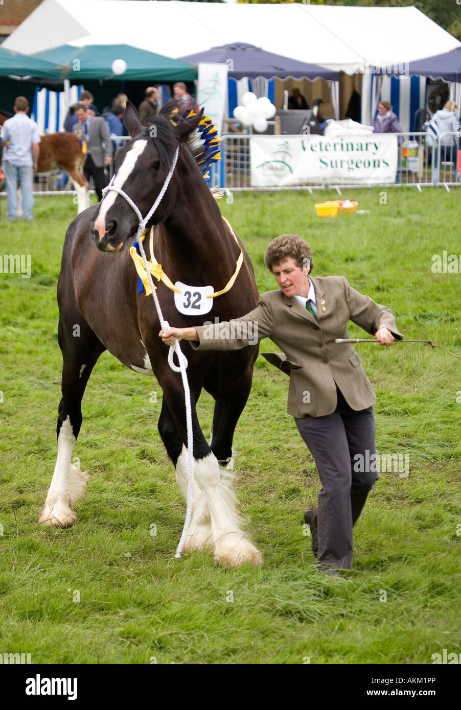 Judging work horse clydesdale cart horse mare stallion horse ring ...