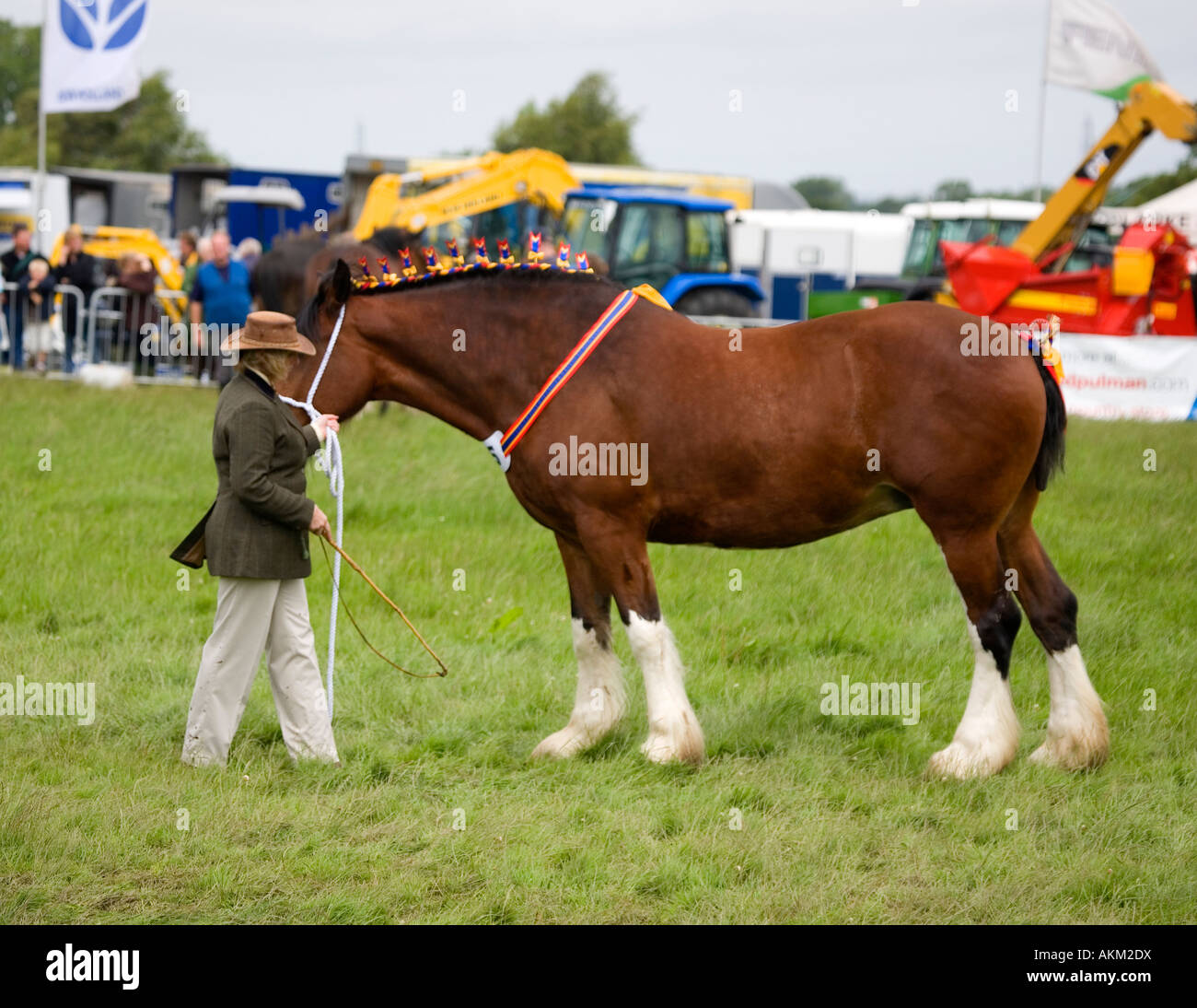 Shire cavallo, giudicando cavallo da lavoro carrello clydesdale horse ...